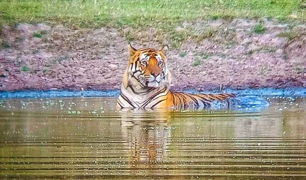 Climate co-benefits of tiger conservation in India - NUS Centre for ...