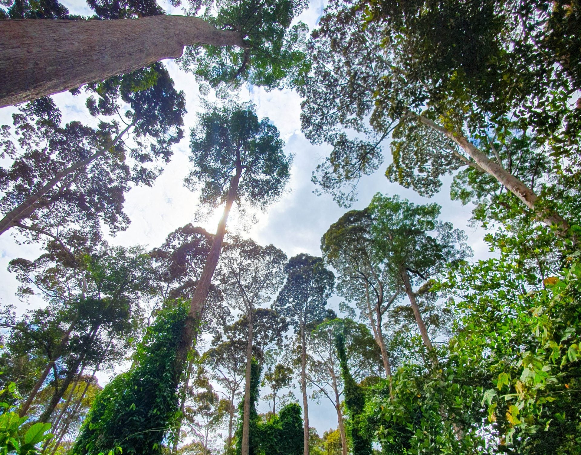 The Biodiversity of Tropical Asia: evolution, gaps and threats - NUS ...