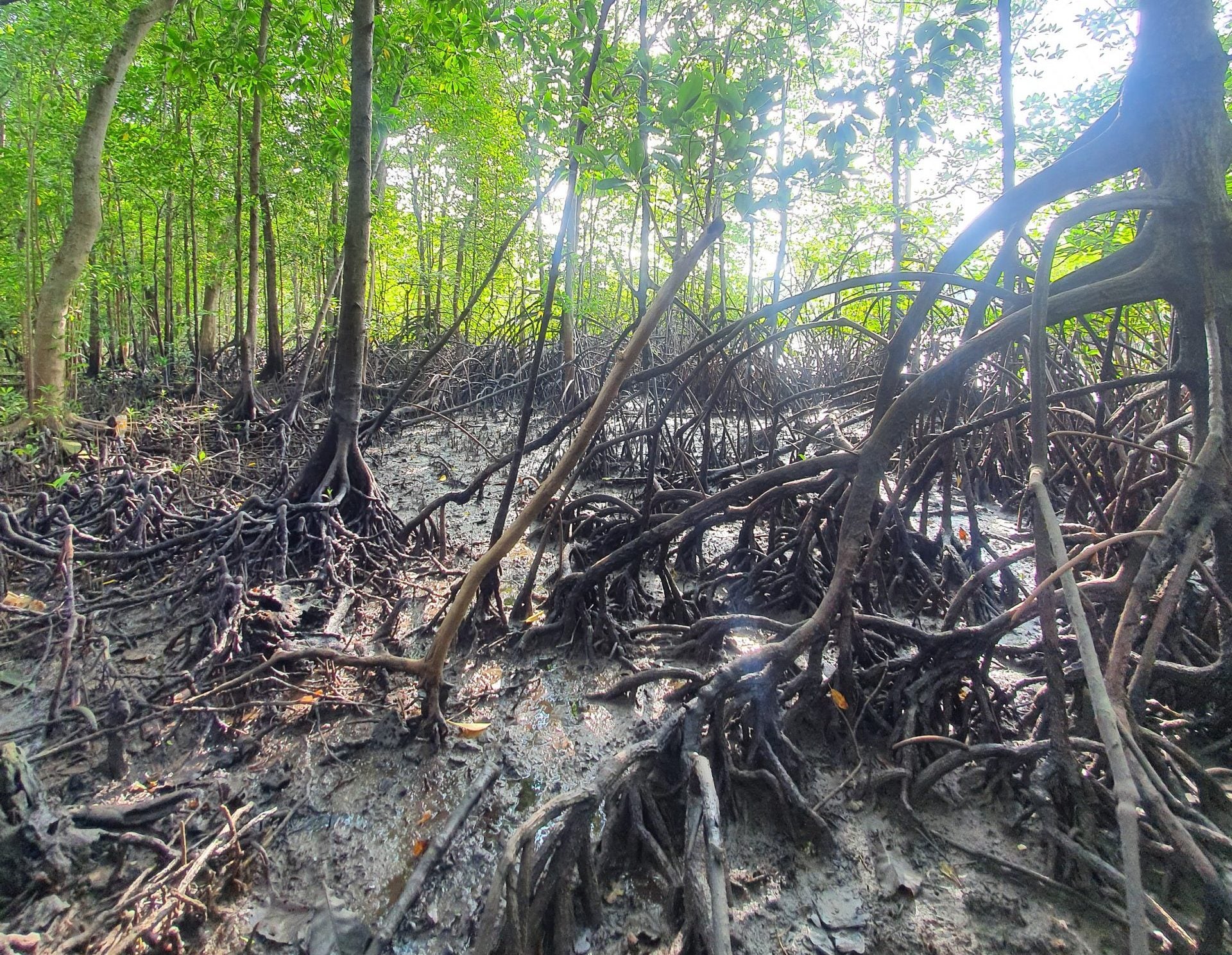 Conservation of Mangroves for Climate Resilience - NUS Centre for ...