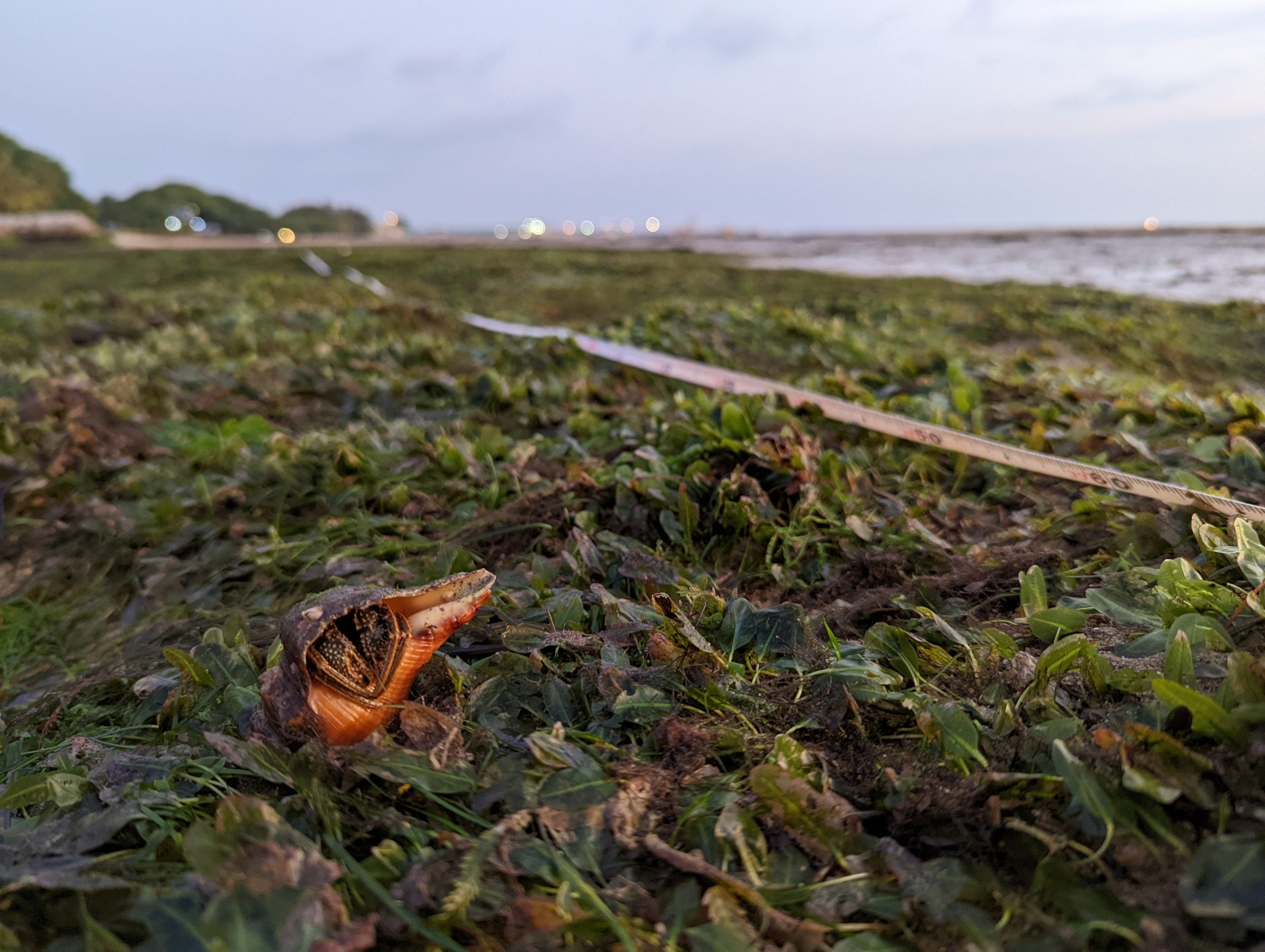 A Blue Carbon Framework for Singapore's National Climate Change Policy ...